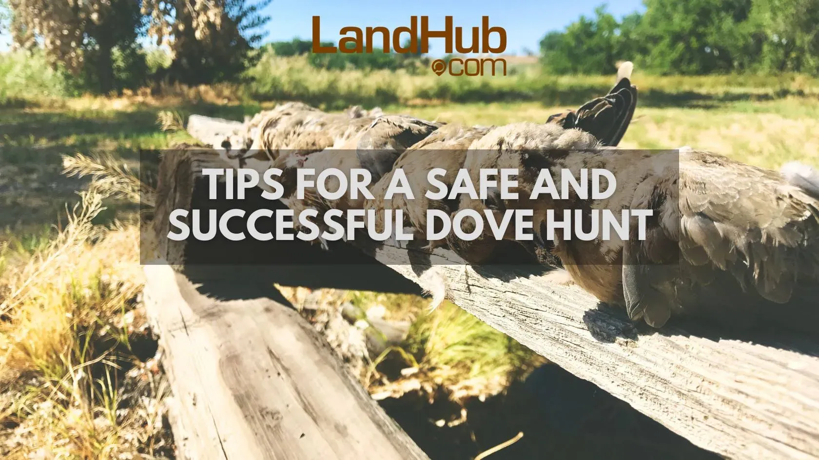 Tips for a Safe and Successful Dove Hunt | LandHub