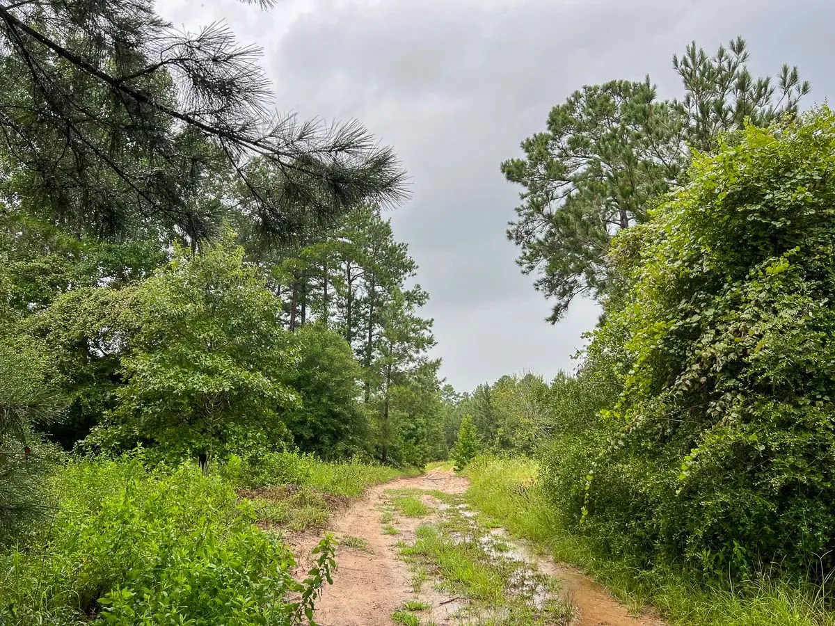 53 Acres | T-1 | Off County Road 2064 | 01253 | LandHub