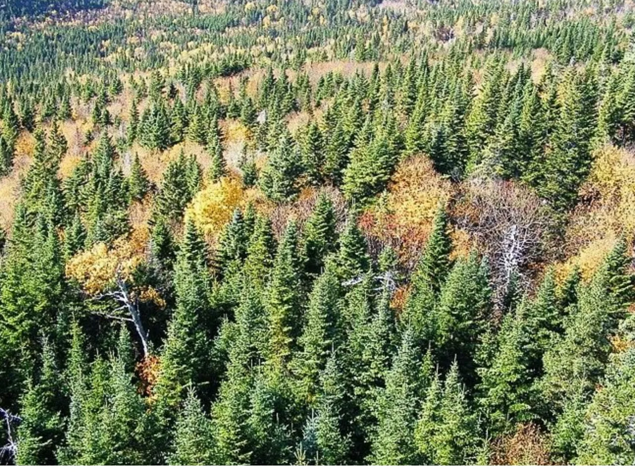 Remote Alaskan Wilderness - 1/2 Mile From Hewitt Lake - Heavily Treed ...