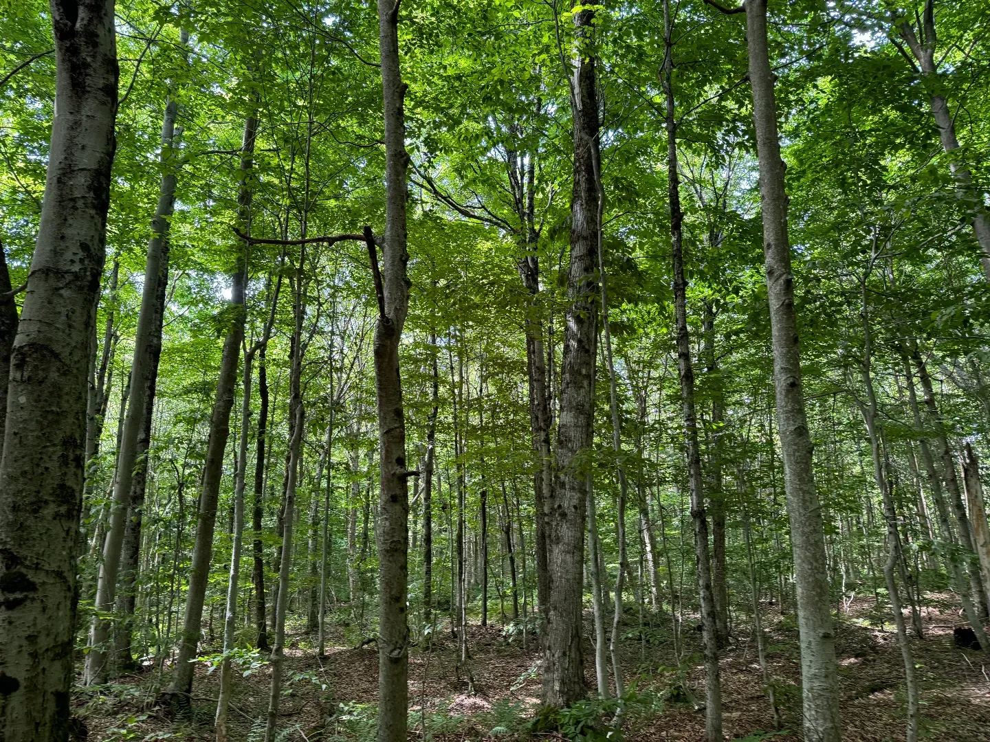 Borders Salmon River State Forest | LandHub