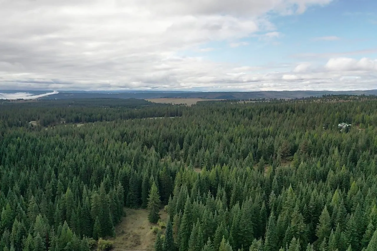 Grouse Flats Timber Tract | LandHub