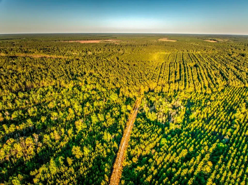 Wayne Timber Tracts | LandHub